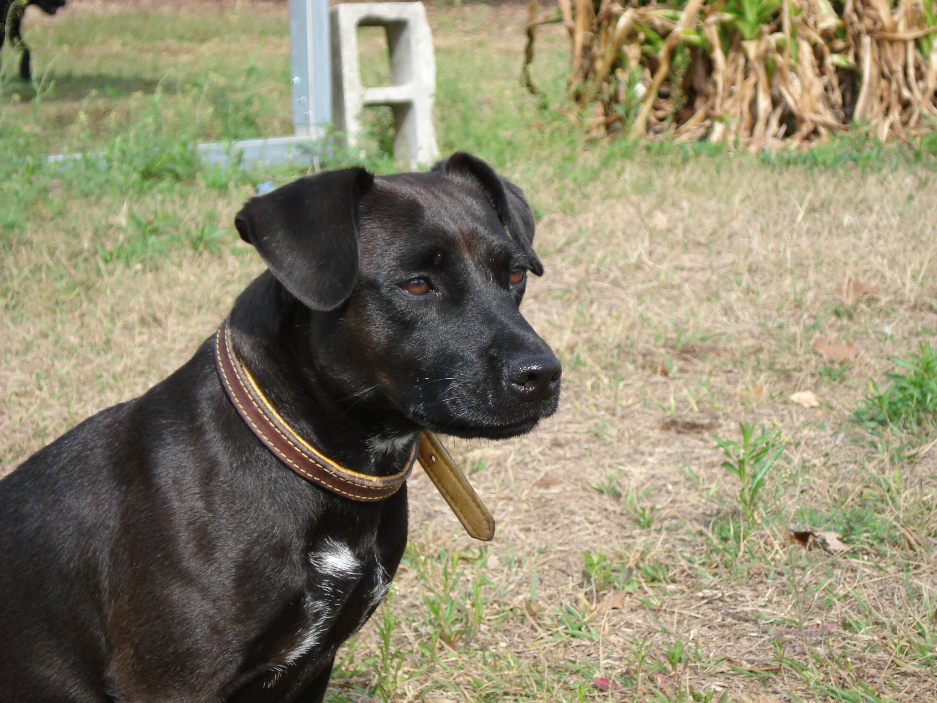 Lost Lake Farm, Patterdale Terrier Breed Standard adopted by NPTA